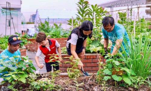 A community garden of our own | CIS Mosaic